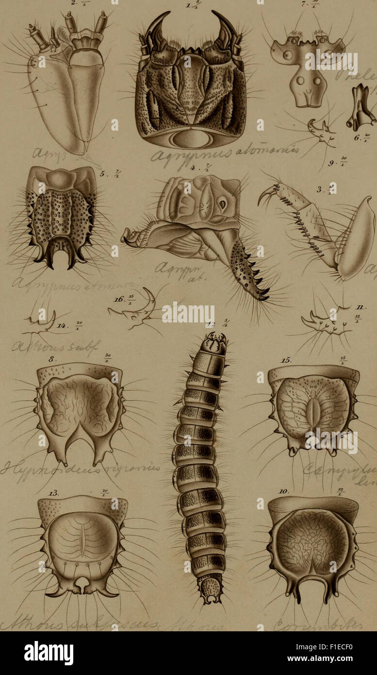 'De Metamorphosi Eleutheratorum Observationes' (1861) is a scientific ...