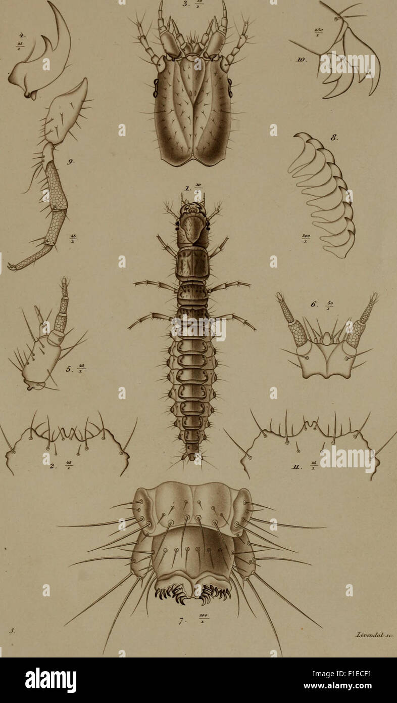 This 1861 work, *De Metamorphosi Eleutheratorum*, explores the ...