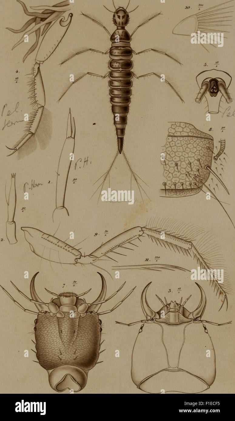 A 1861 work on the metamorphosis of insects, documenting the ...
