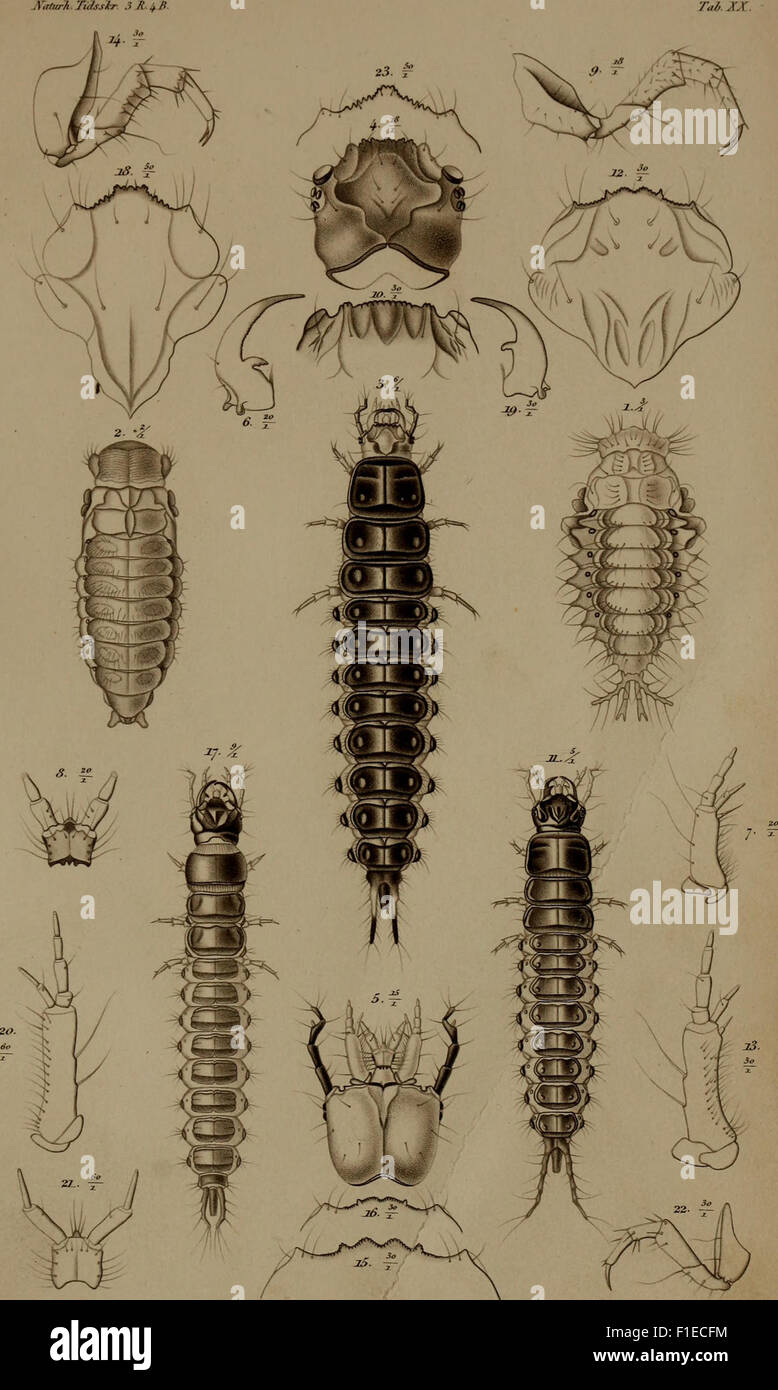 A 1861 work on the metamorphosis of insects, with observations on the ...