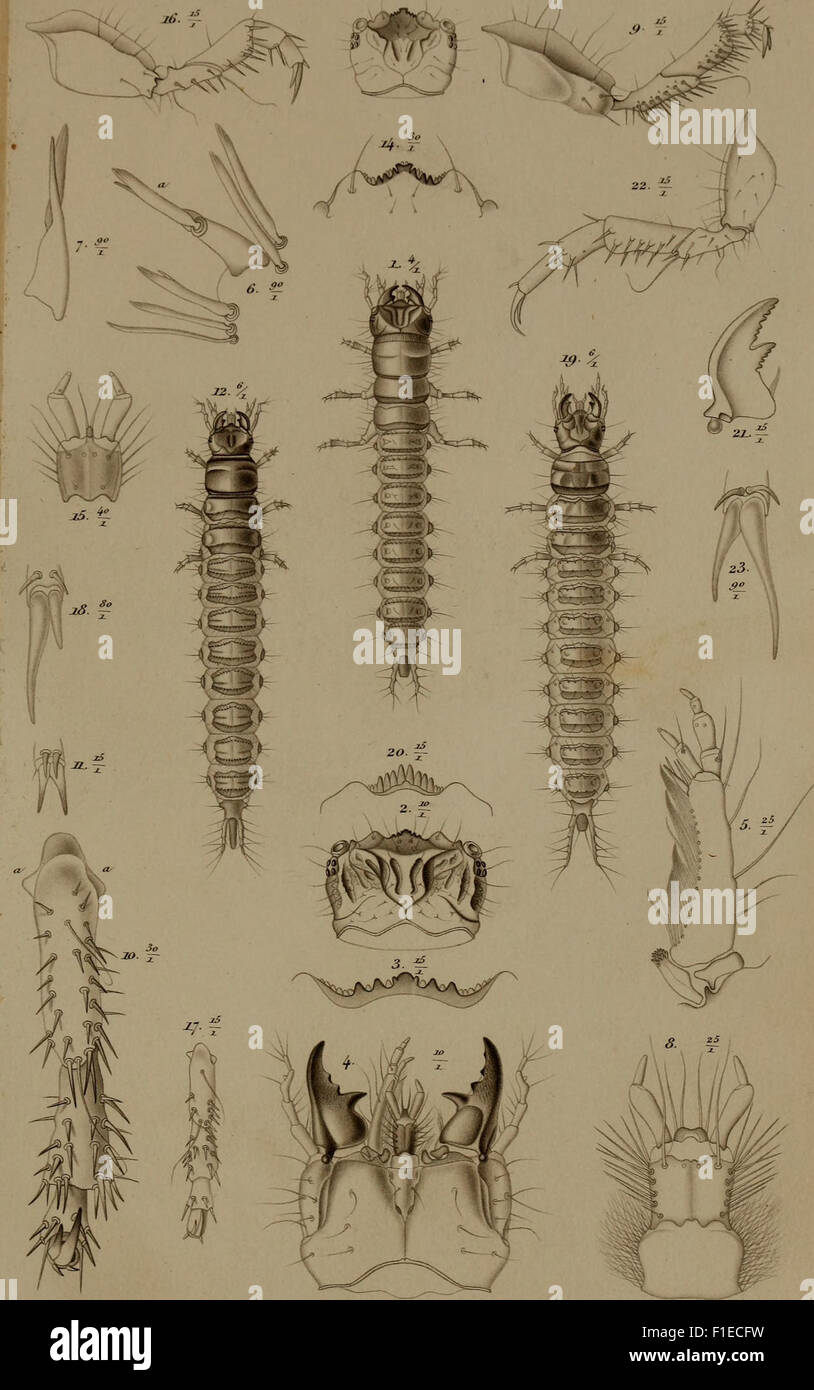 This 1861 work focuses on the metamorphosis of insects, documenting ...