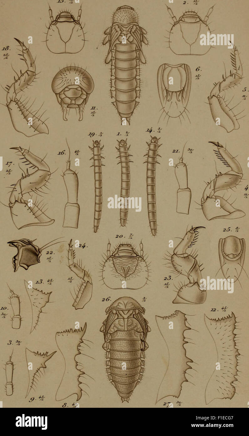 'De Metamorphosi Eleutheratorum Observationes' (1861) is a work on the ...