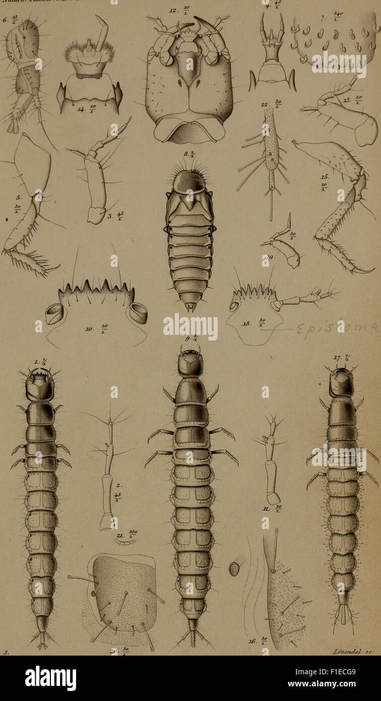 This 1861 study, *De metamorphosi eleutheratorum observationes ...