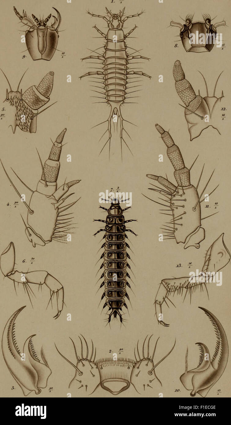 *De Metamorphosi Eleutheratorum Observationes* (1861) is a work ...