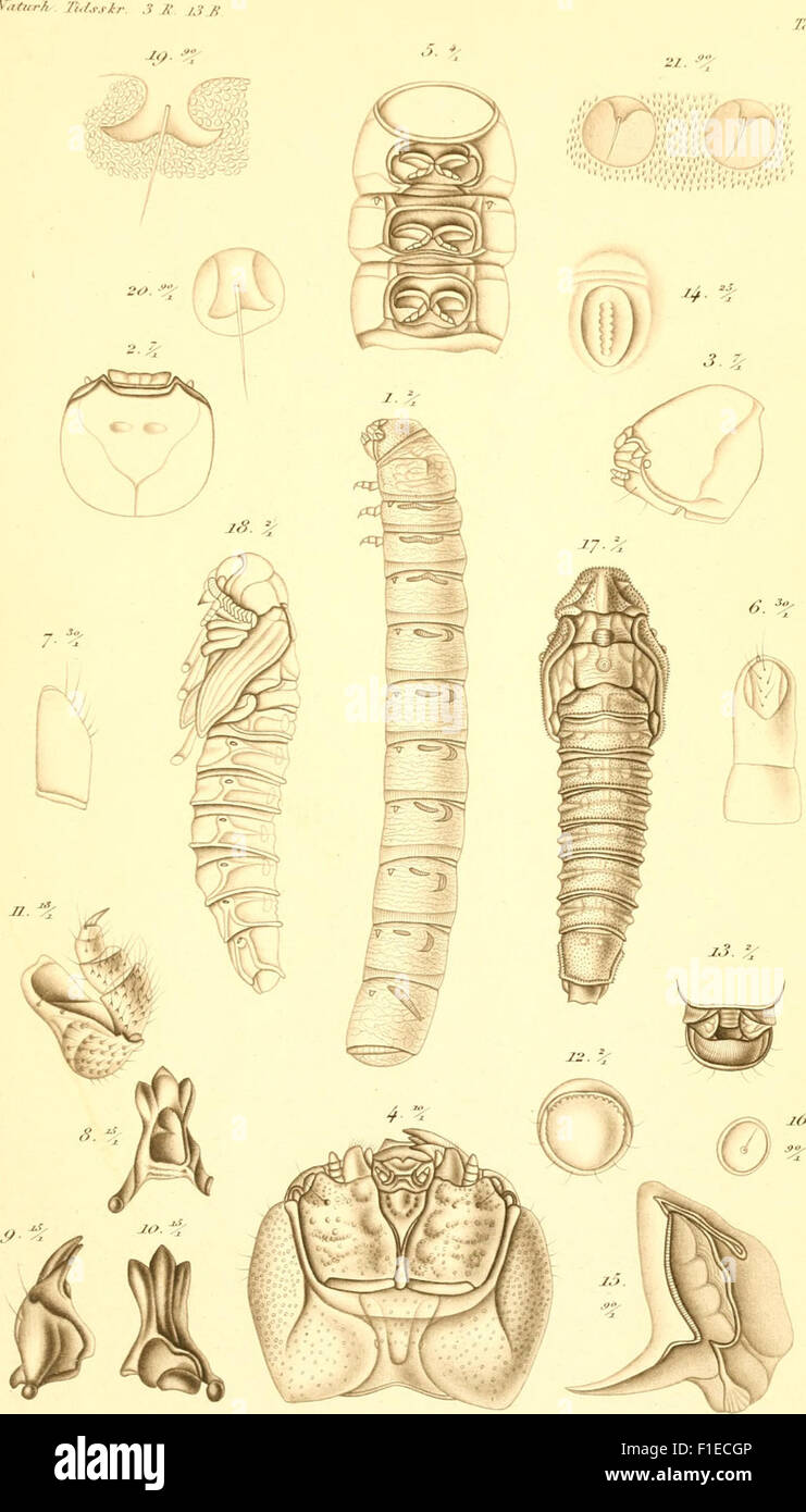 This 1861 work, 'De metamorphosi eleutheratorum observationes ...
