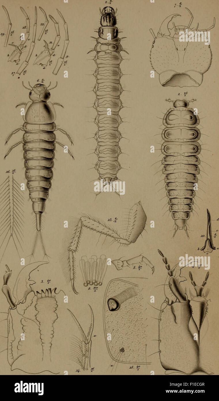 This 1861 work contributes to the study of insect metamorphosis ...