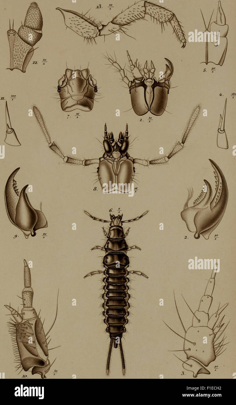This 1861 work focuses on the metamorphosis of insects, specifically ...