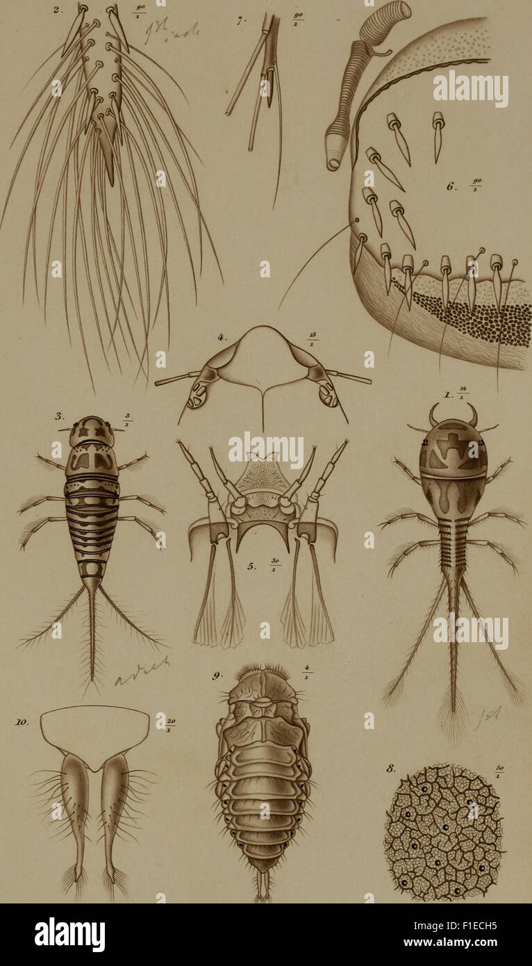 'De Metamorphosi Eleutheratorum Observationes' (1861) is a historical ...