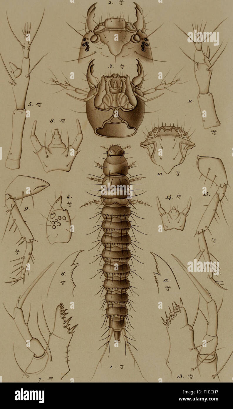 This 1861 work studies the metamorphosis of certain insect species ...