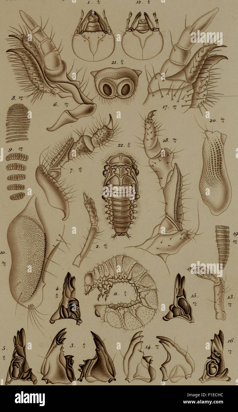 This 1861 work, 'De Metamorphosi Eleutheratorum,' focuses on the ...