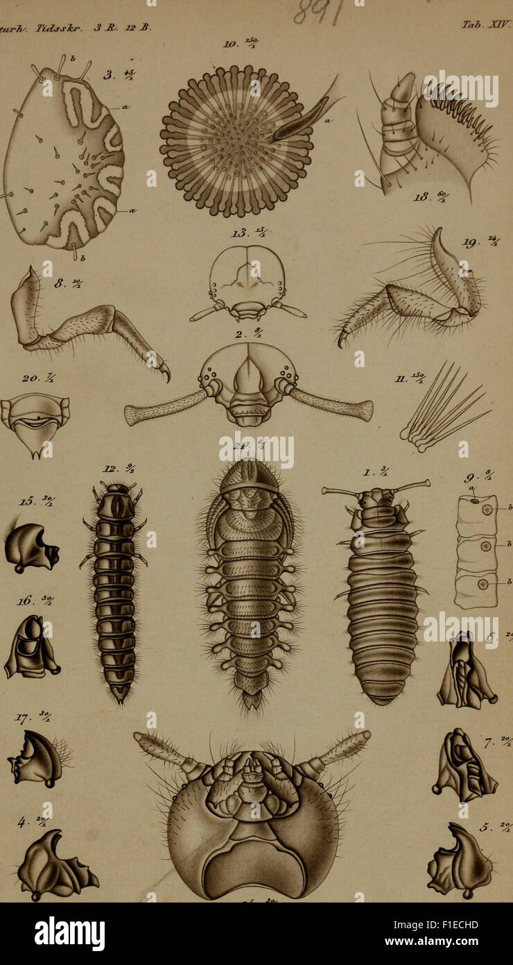 *De Metamorphosi Eleutheratorum Observationes* (1861) is a work focused ...