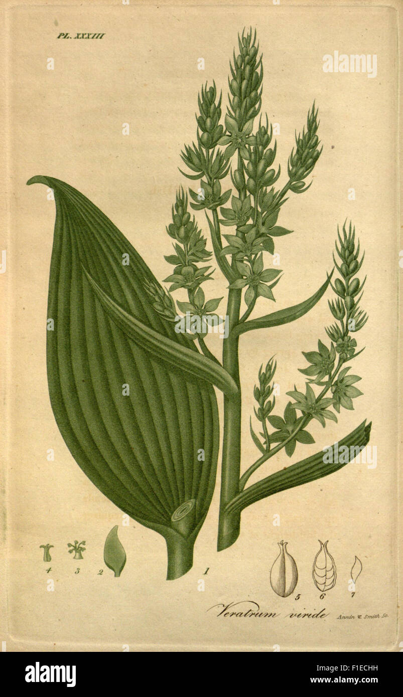 *American Medical Botany* is a key text on medicinal plants native to ...