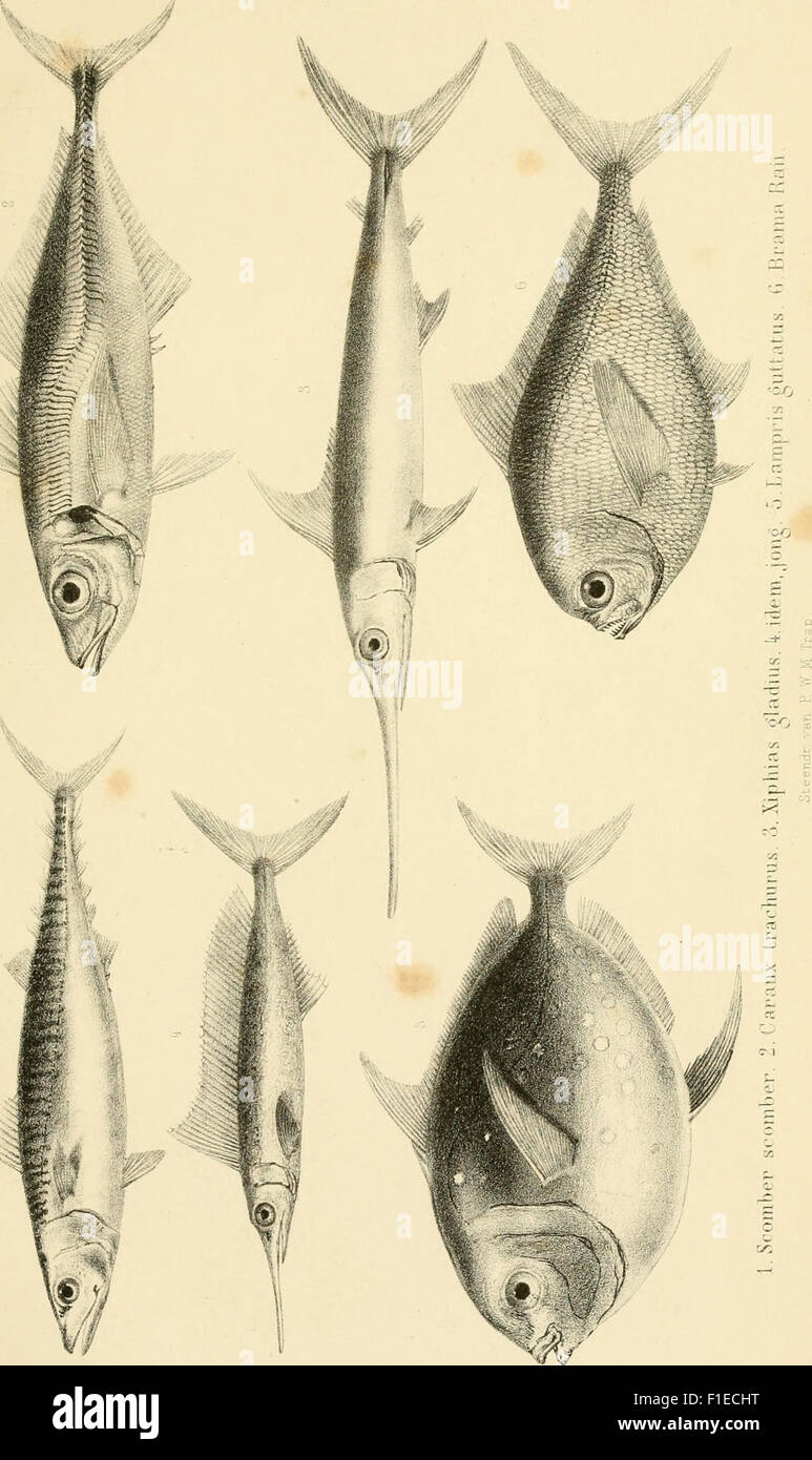 'De Visschen' (1869) is a work on fish species, including detailed ...