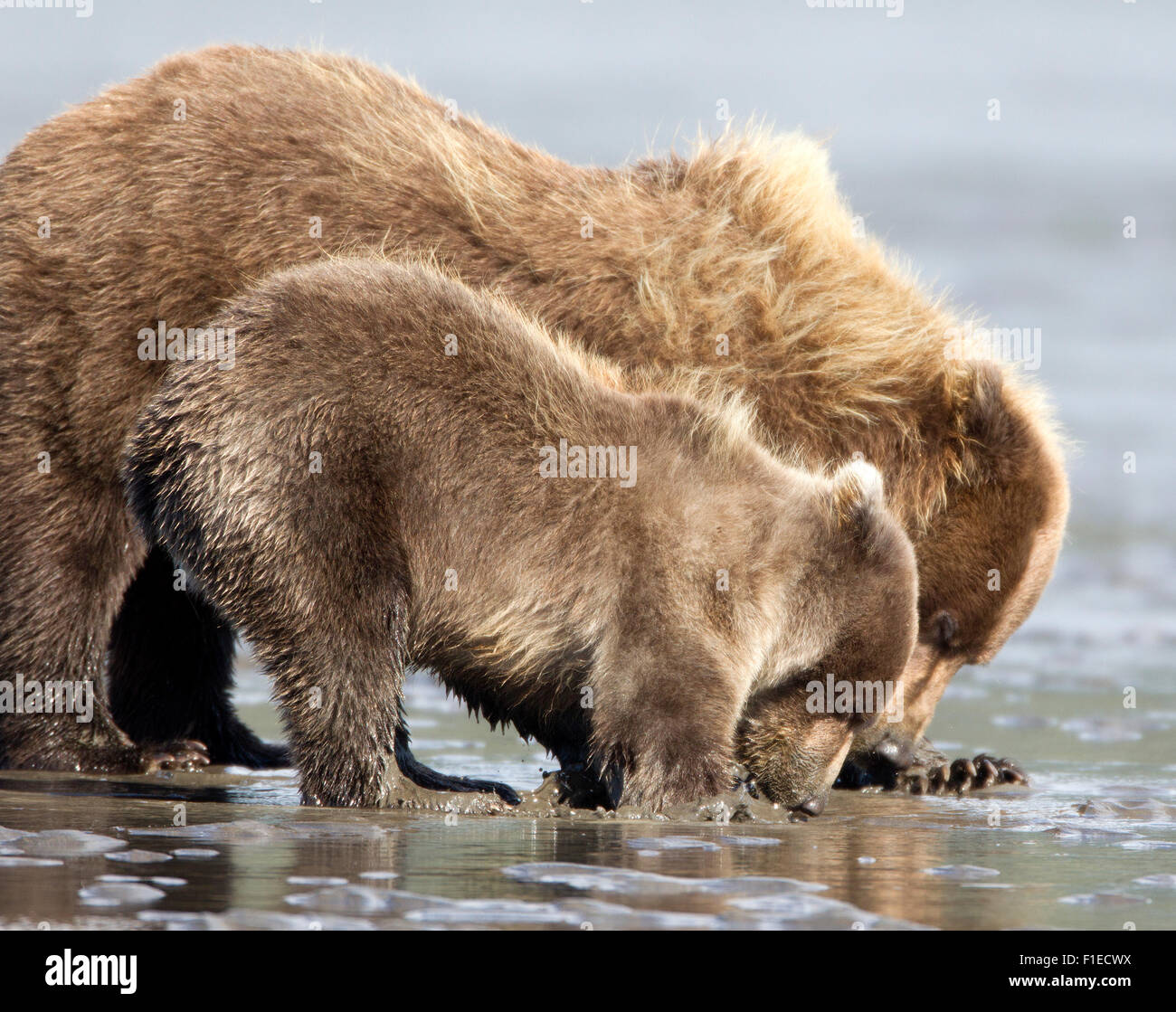 Alaskan Grizzly Bears Clamming Stock Photo - Alamy