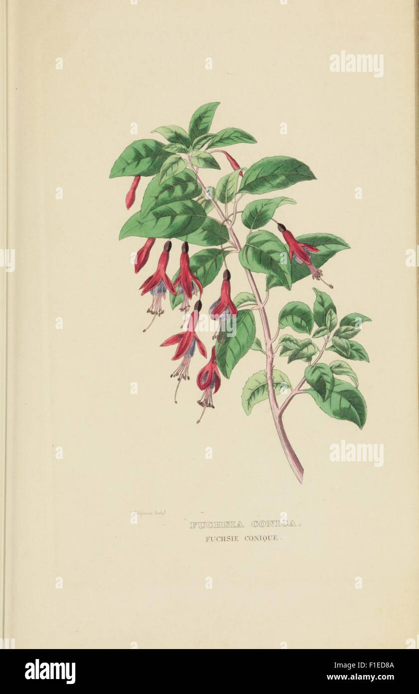 Dictionnaire classique des sciences naturelles is a comprehensive ...