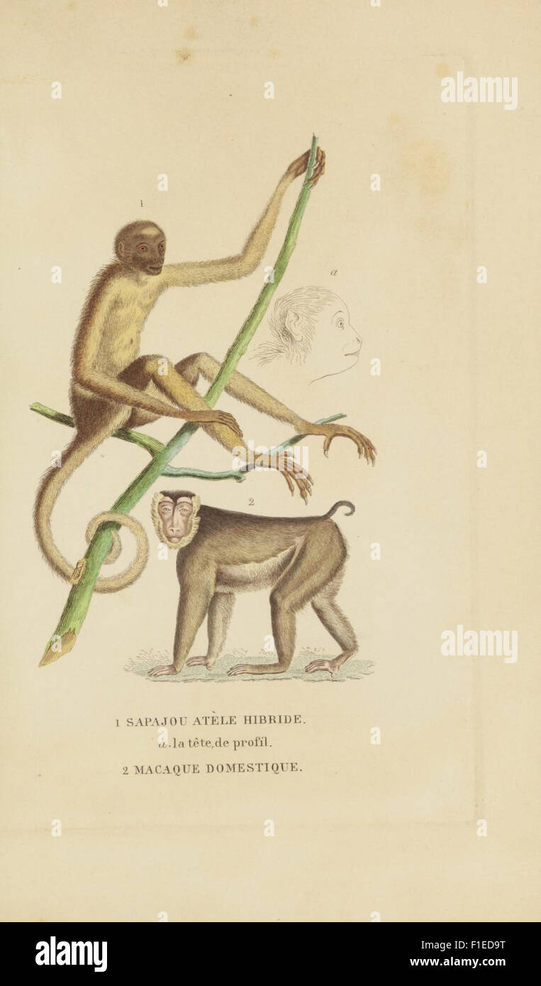 This classical dictionary, a comprehensive reference for natural ...