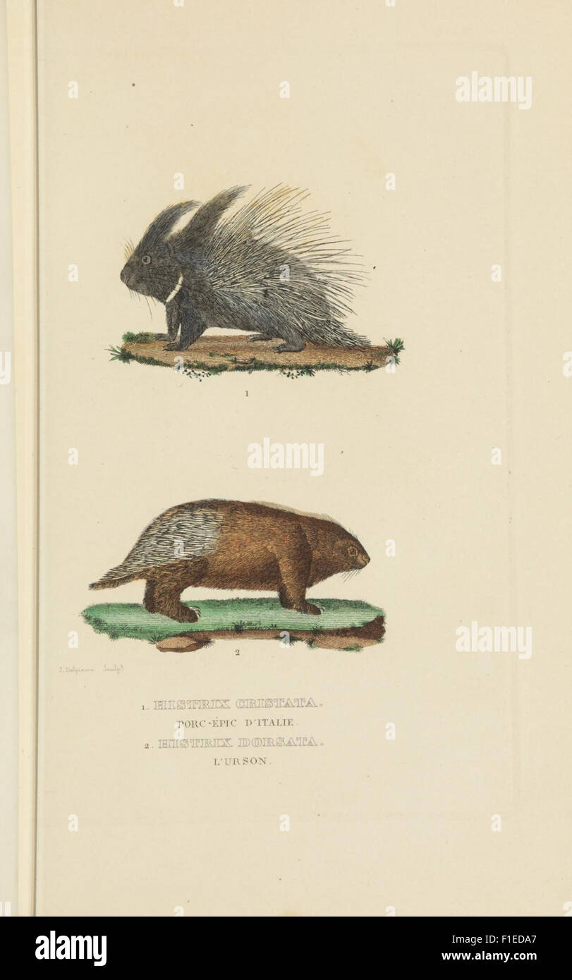 This classic dictionary presents an in-depth exploration of the natural ...