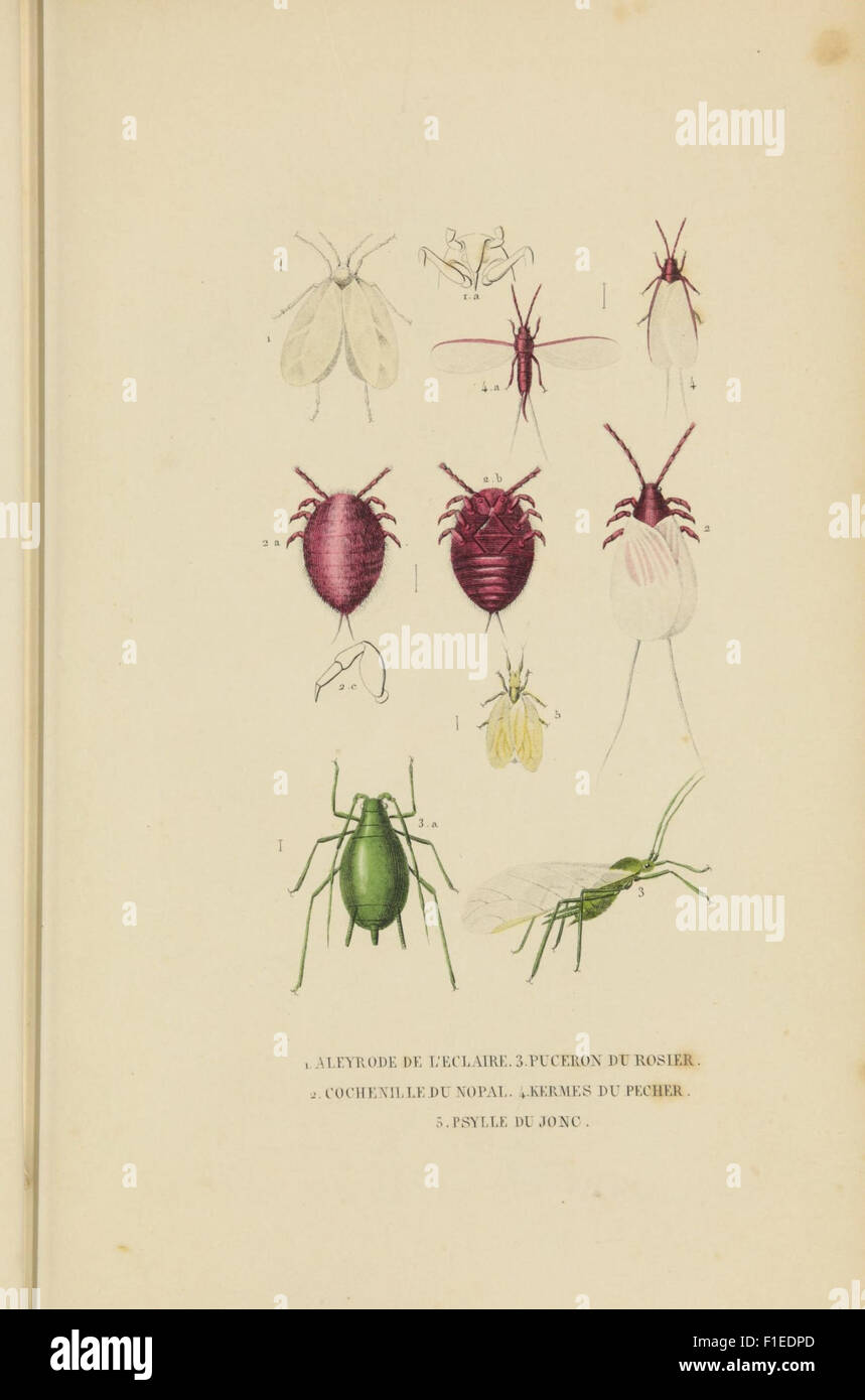 'Dictionnaire Classique des Sciences Naturelles' is a comprehensive ...