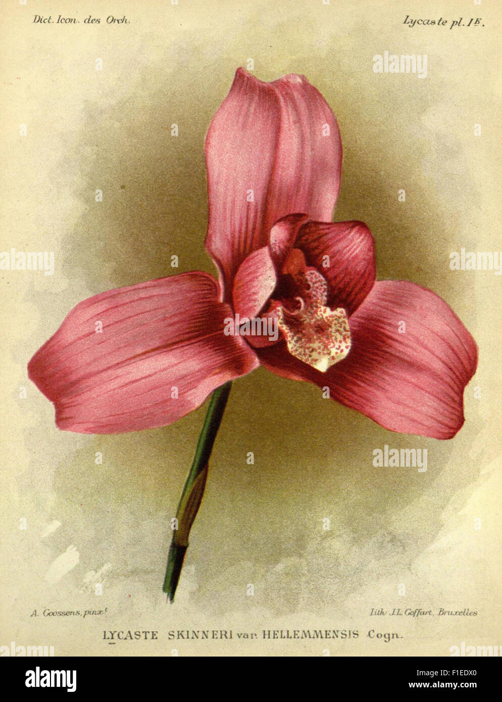 The 'Dictionnaire Iconographique des Orchidees' is a detailed botanical ...