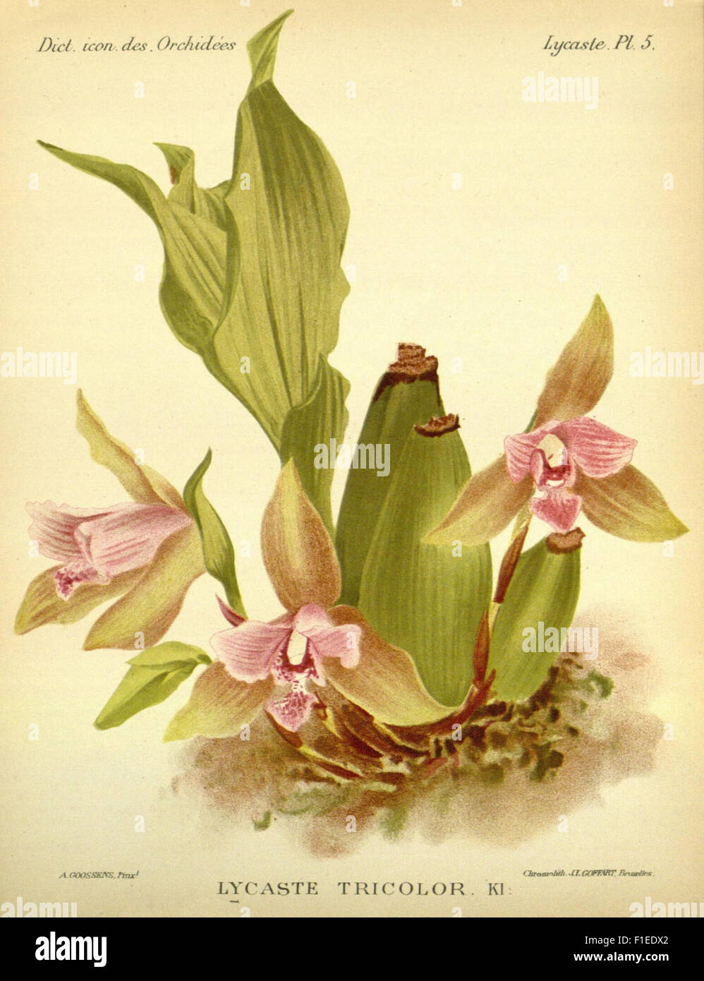 This botanical dictionary provides detailed illustrations and ...