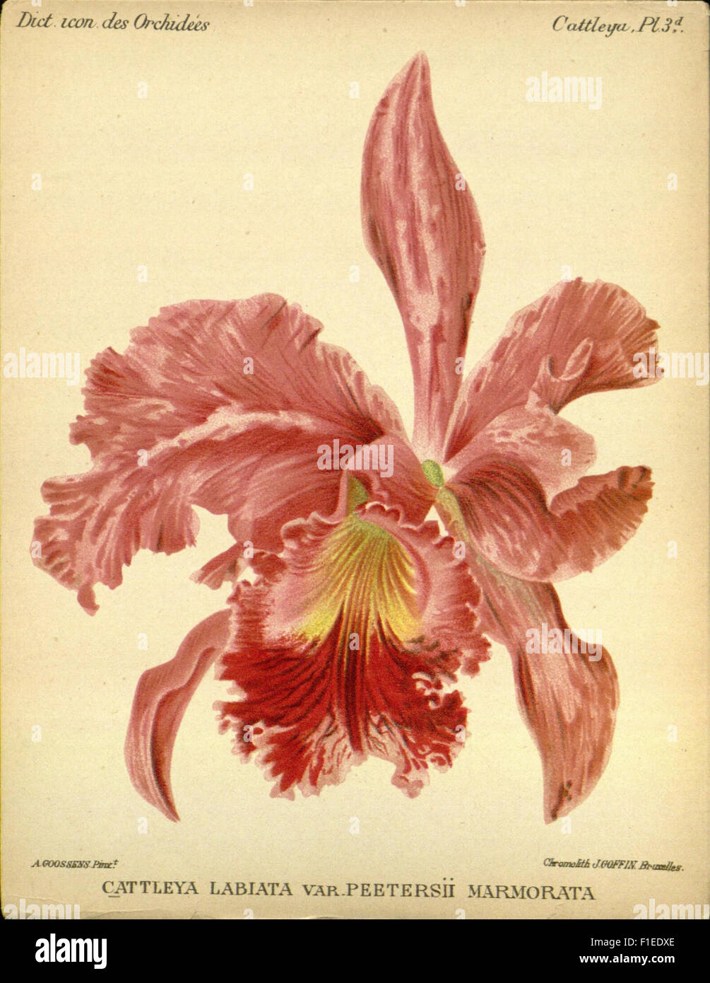 The 'Dictionnaire Iconographique des Orchidees' is a comprehensive work ...