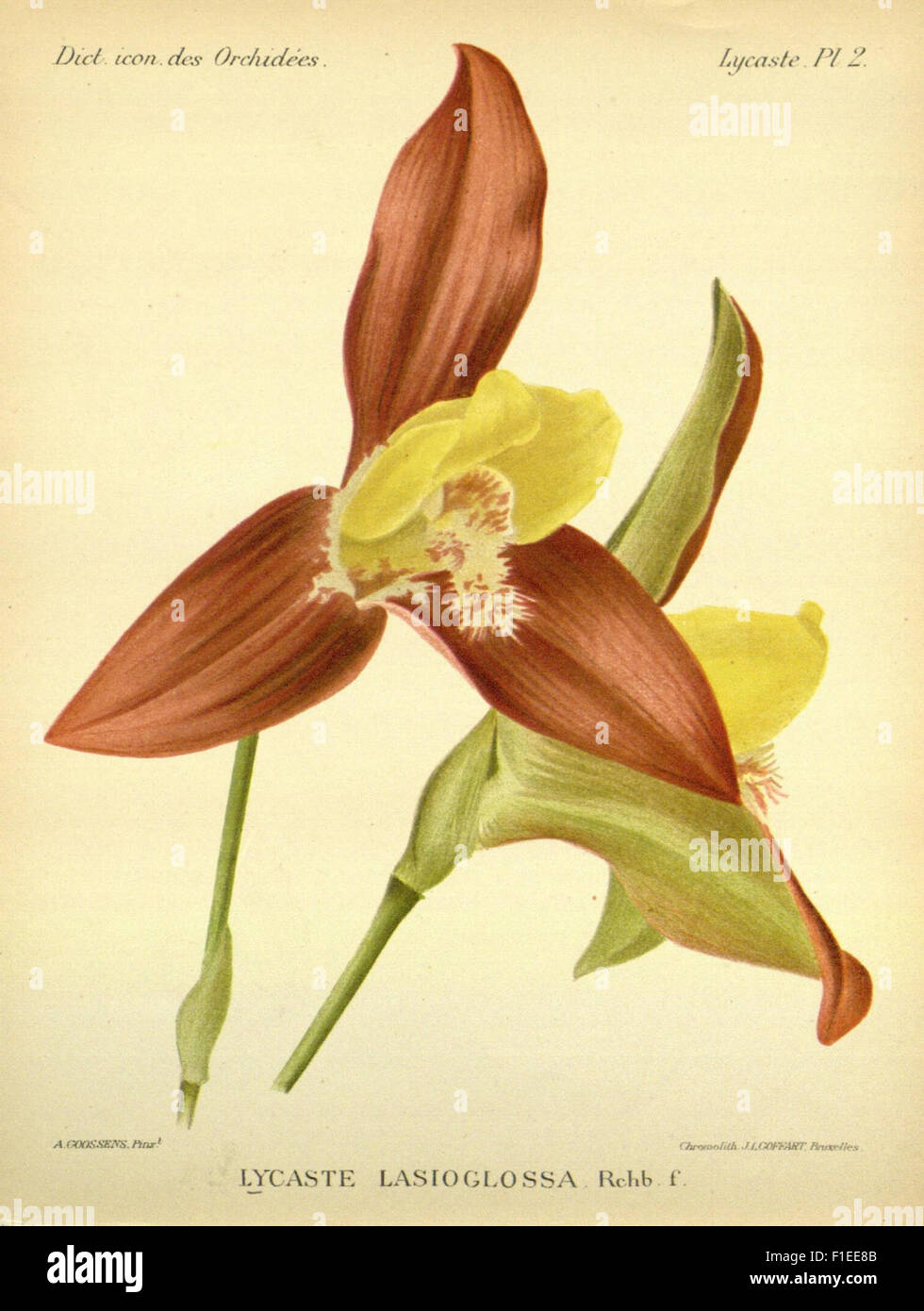 'Dictionnaire Iconographique des Orchidees' is a comprehensive visual ...