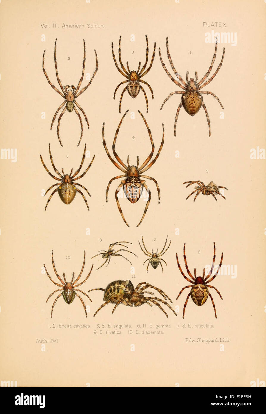This comprehensive work on American spiders details the species native ...
