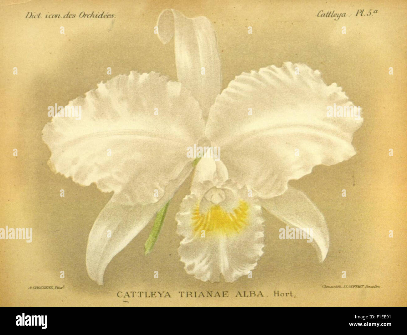 A vintage illustration from the Dictionnaire iconographique des ...