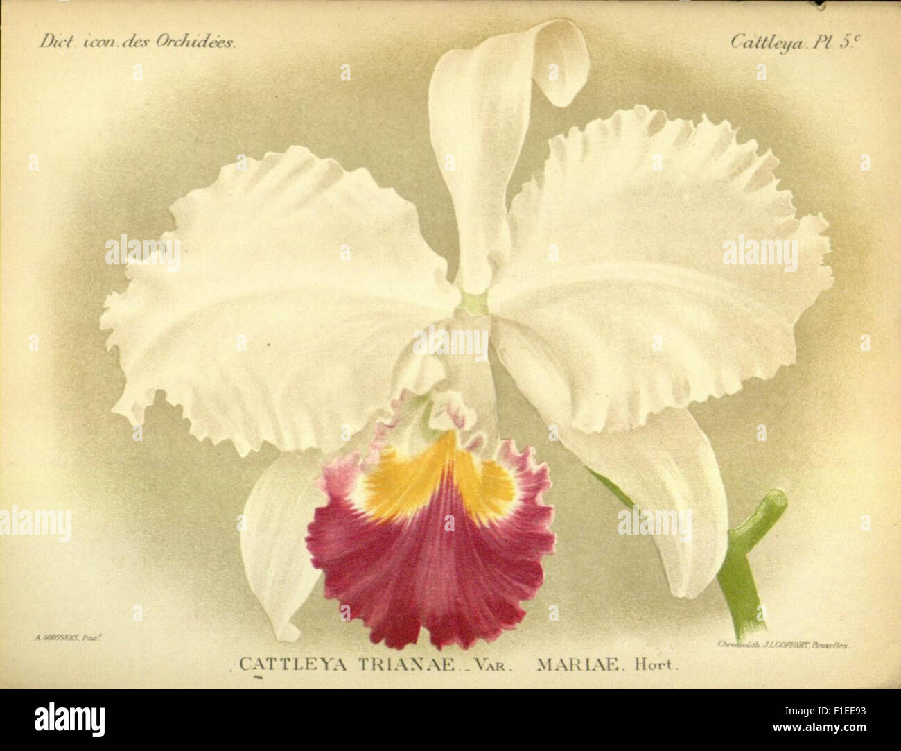 This historical work features detailed illustrations of orchids ...