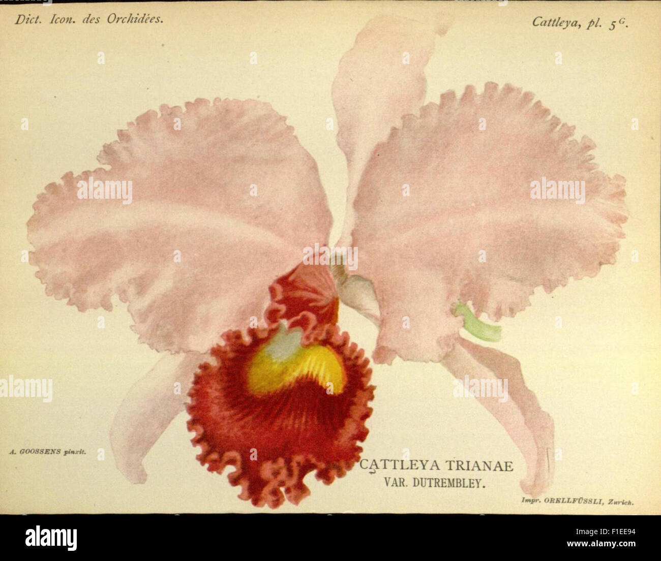 The 'Dictionnaire Iconographique des Orchidées' is a comprehensive ...
