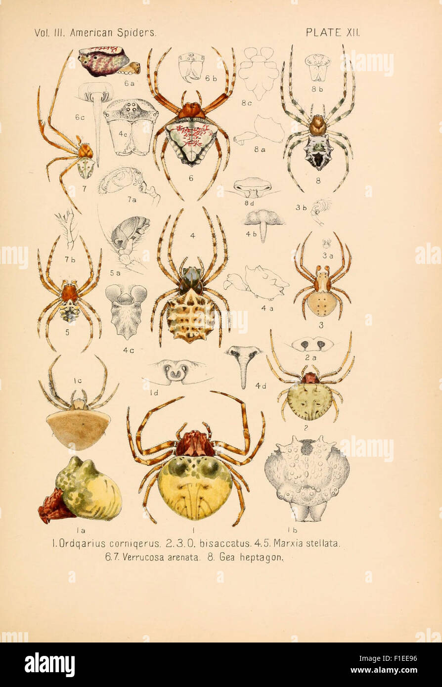 This work examines various spider species native to the United States ...
