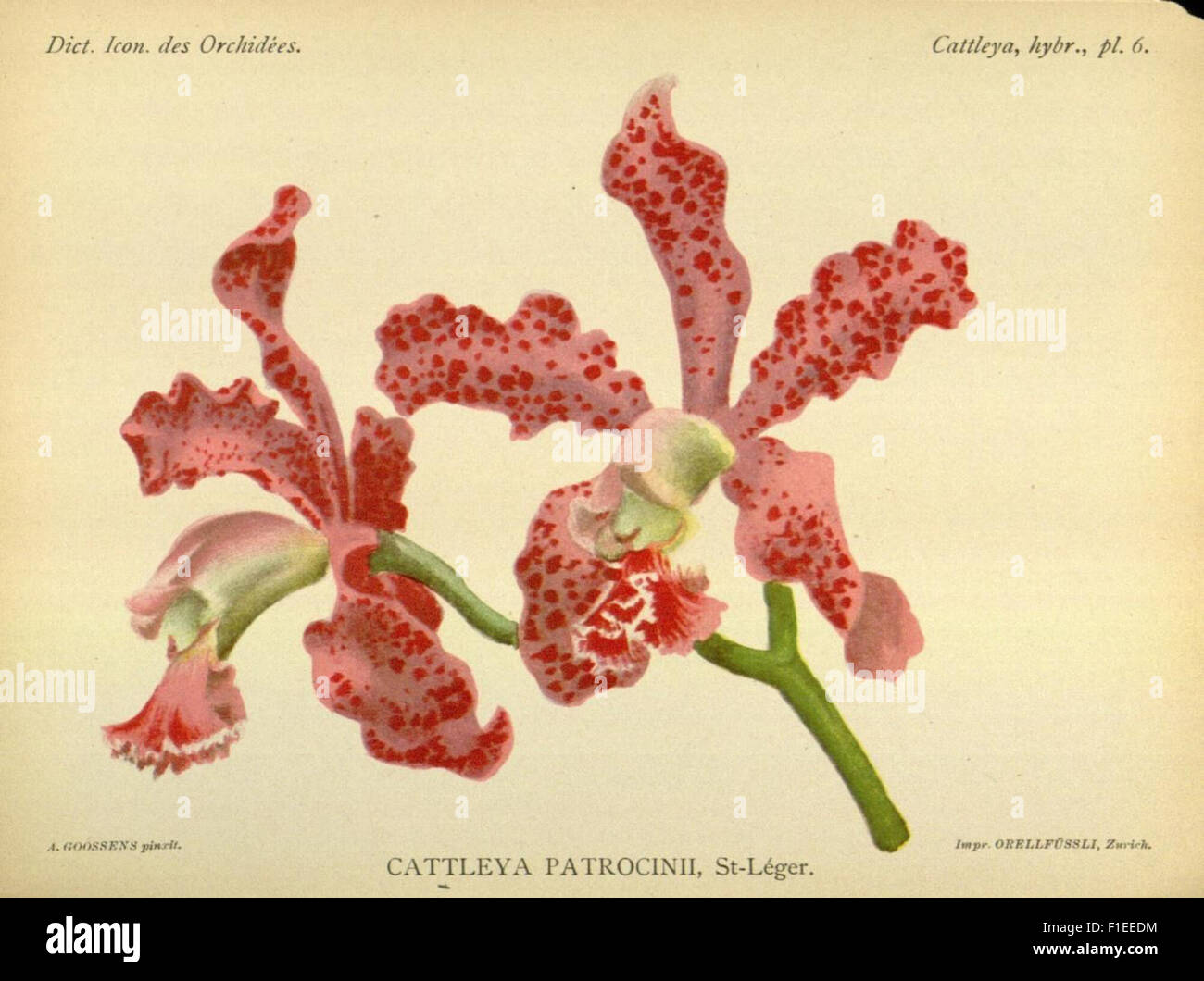 This work is an illustrated dictionary of orchids, featuring detailed ...