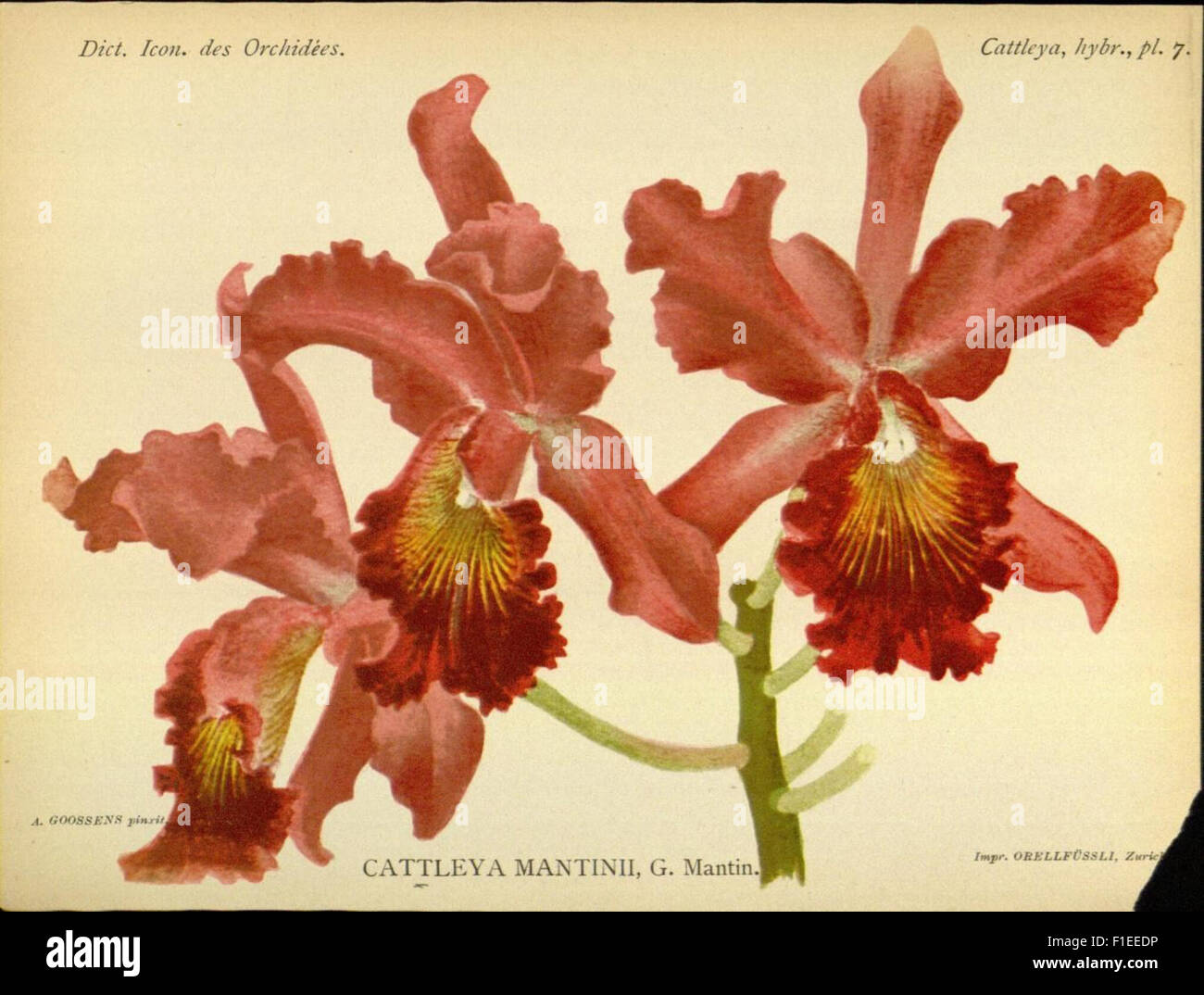 'Dictionnaire Iconographique des Orchidees' is a botanical work ...