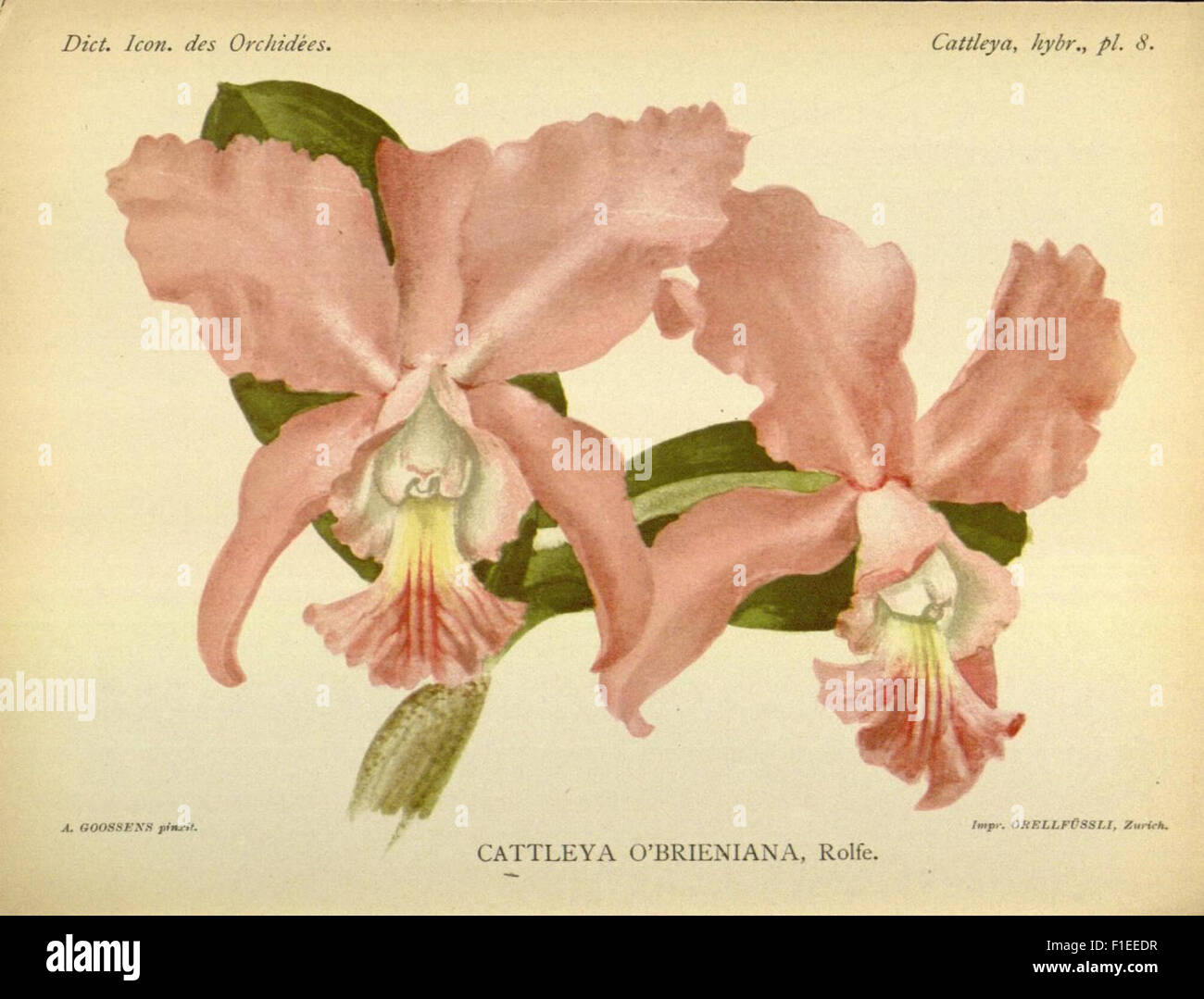 This dictionary offers an iconographic guide to orchids, focusing on ...