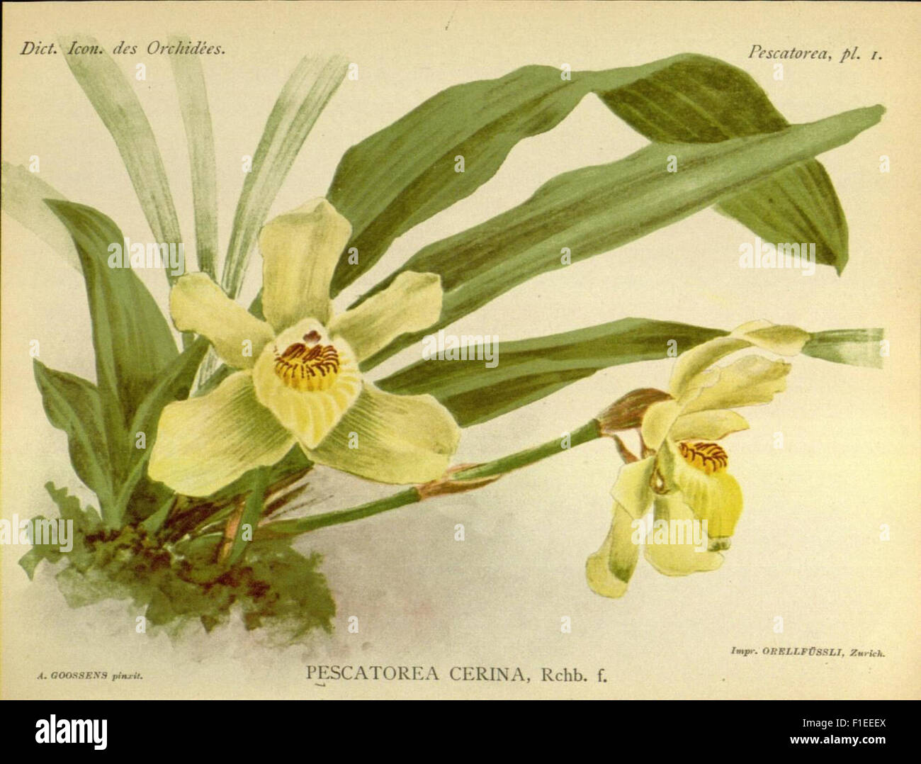 This illustrated dictionary provides a detailed pictorial and ...