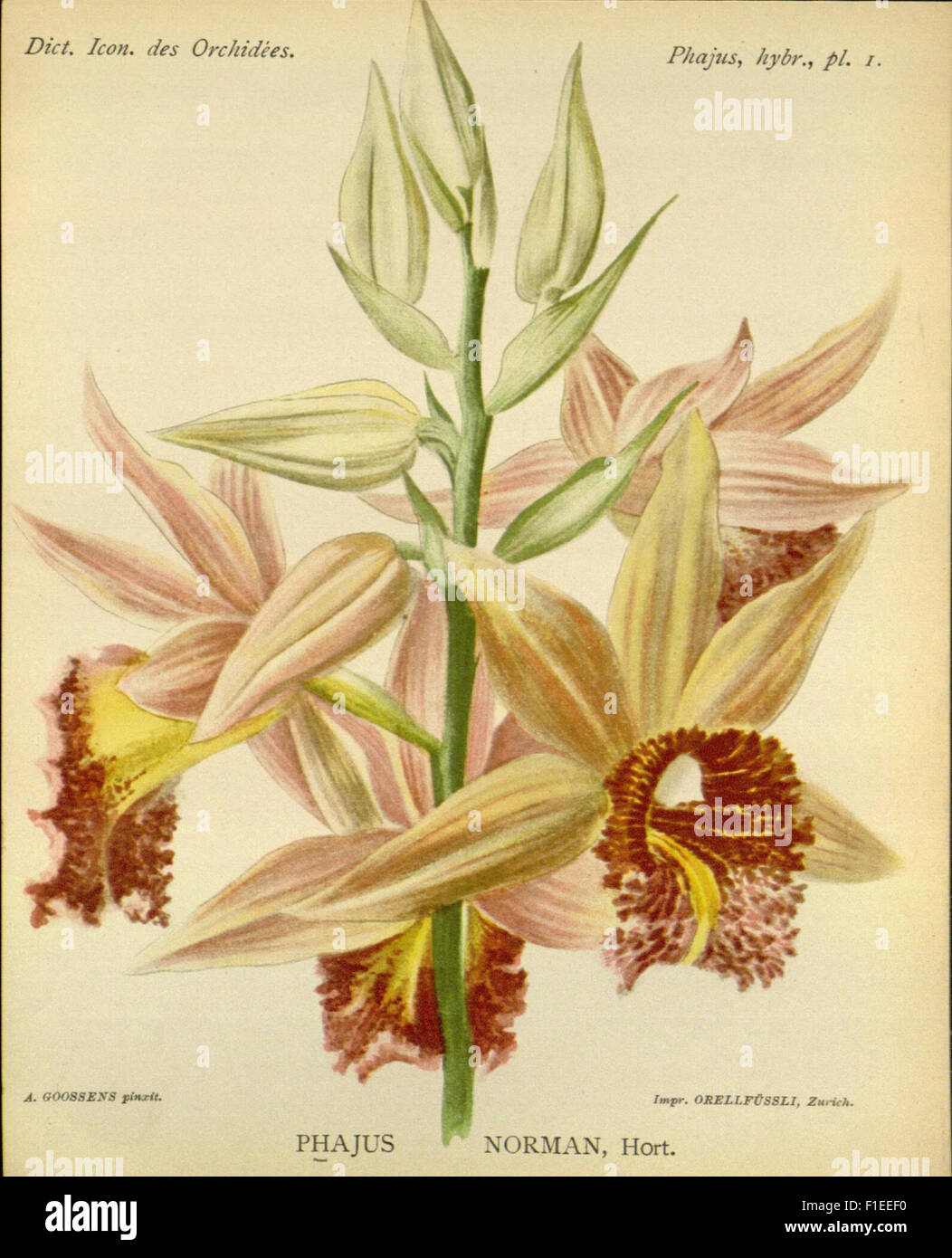 This work provides detailed iconographic depictions of orchid species ...