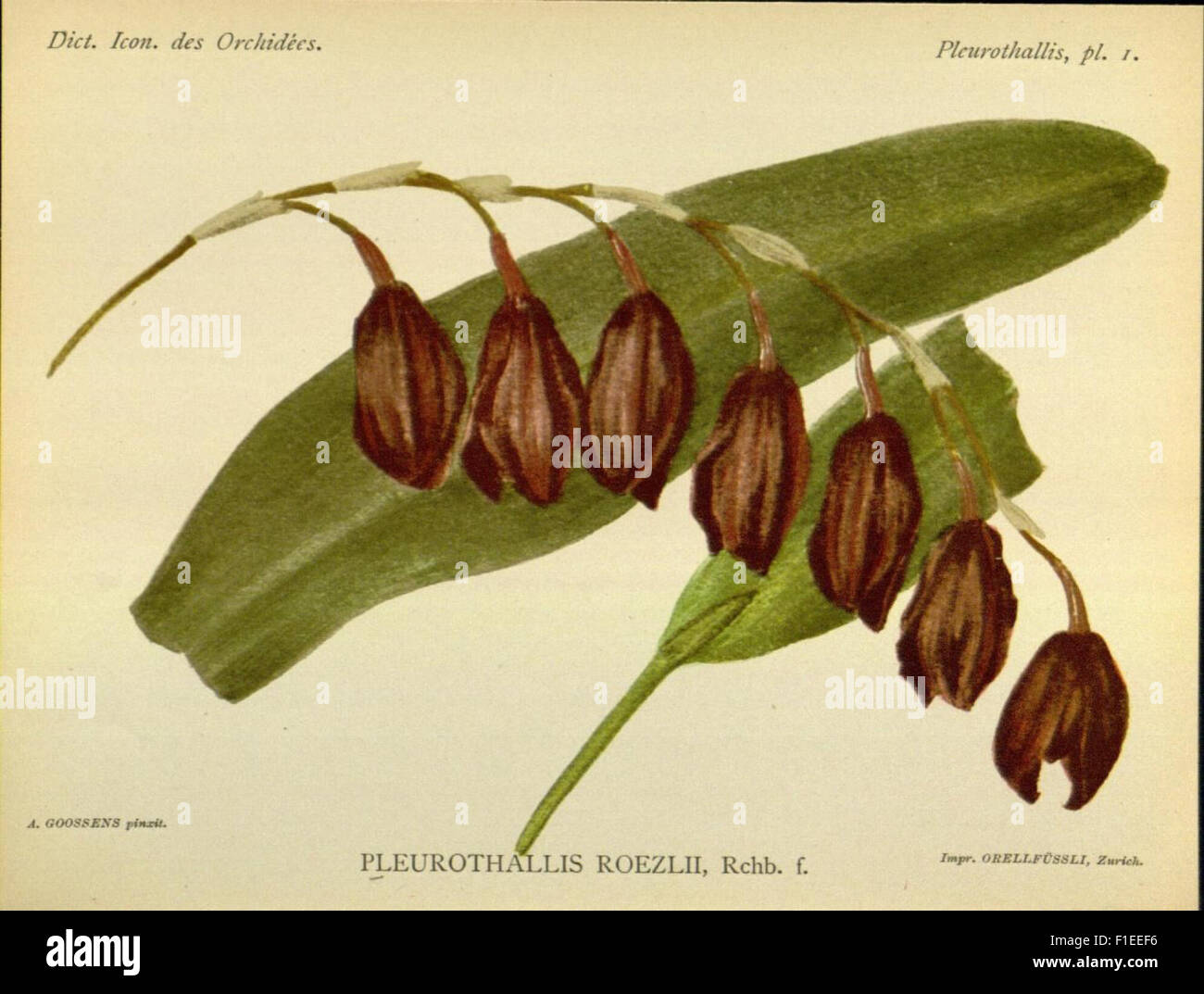 An illustration from 'Dictionnaire iconographique des orchidees ...
