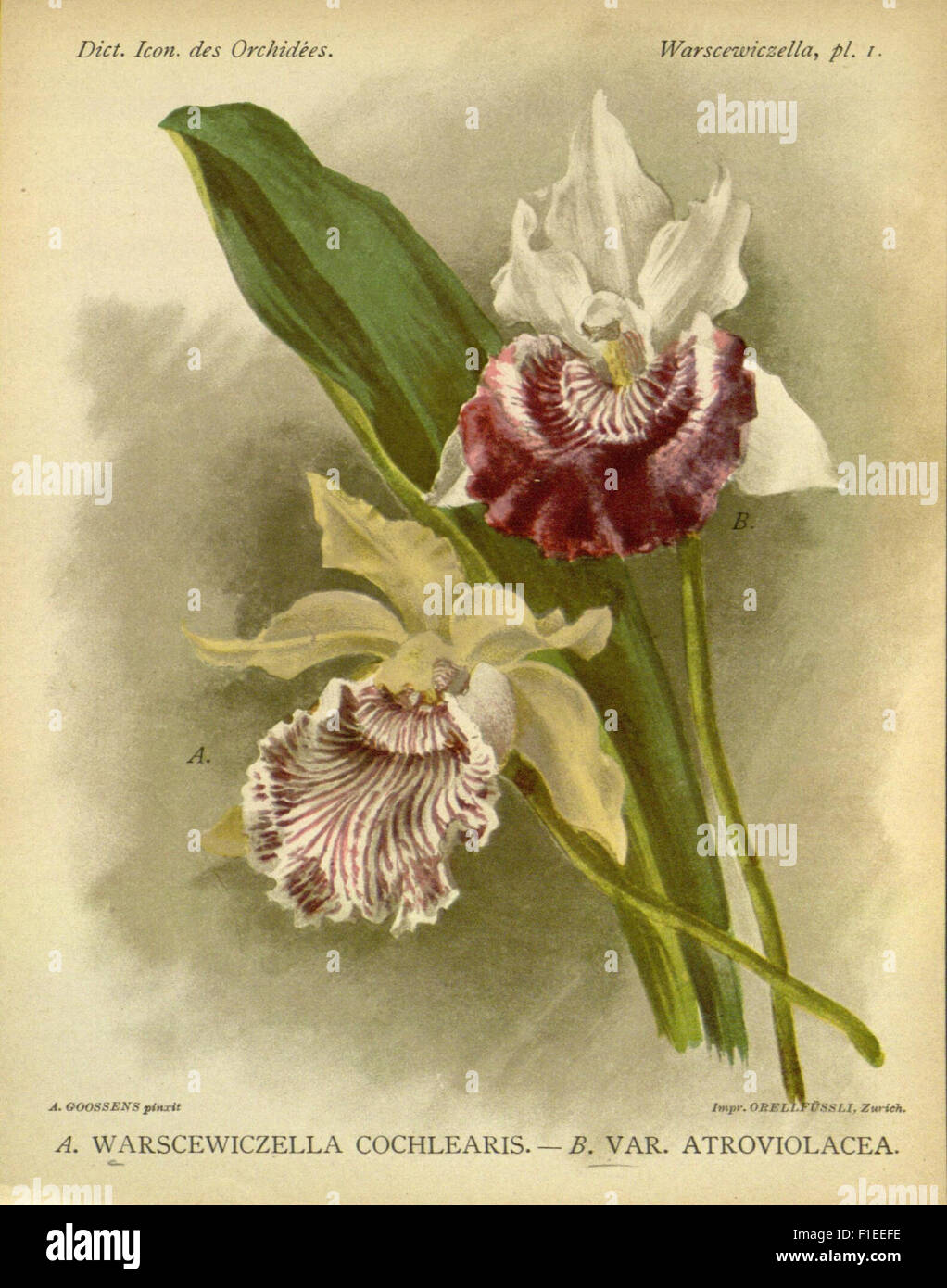 This botanical dictionary presents visual references for orchid species ...