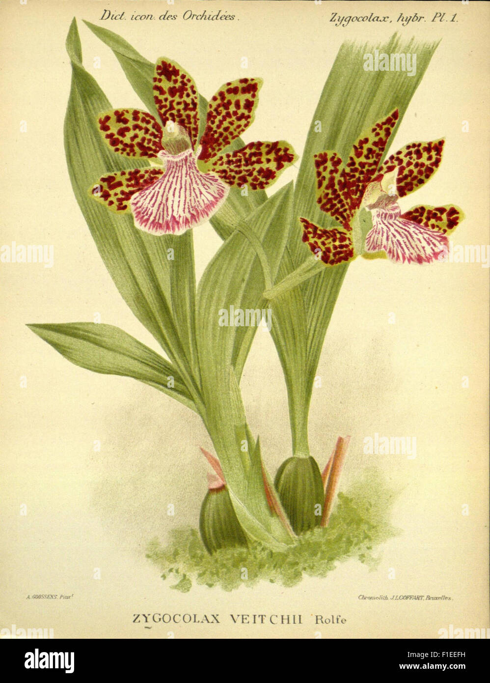 A botanical work illustrating various species of orchids, with detailed ...