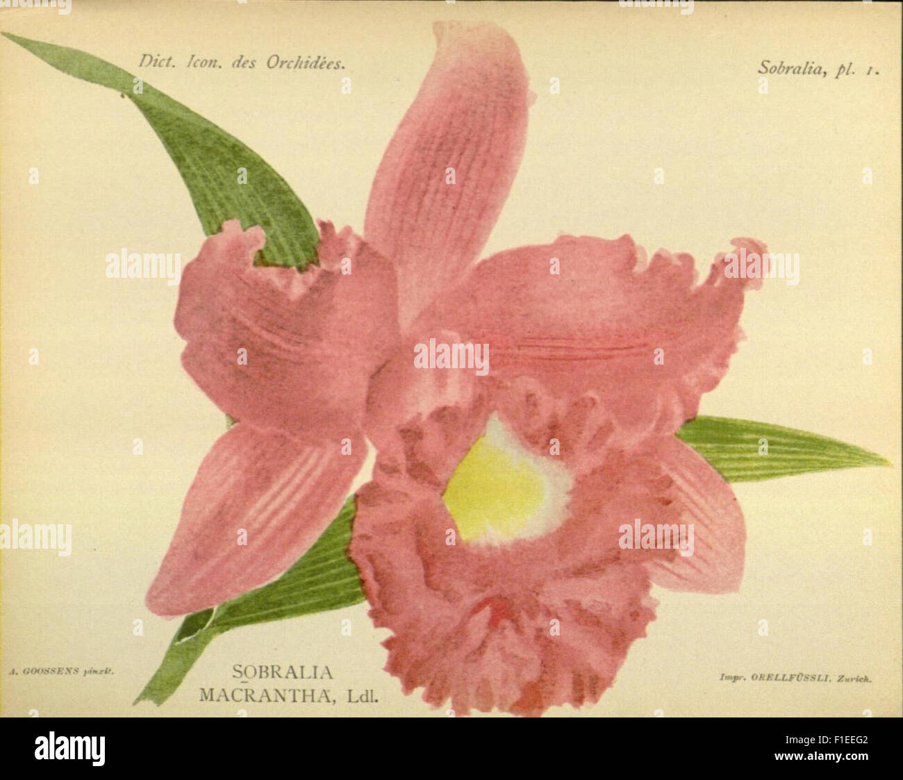 An illustration from 'Dictionnaire Iconographique des Orchidees (Pl. 1 ...