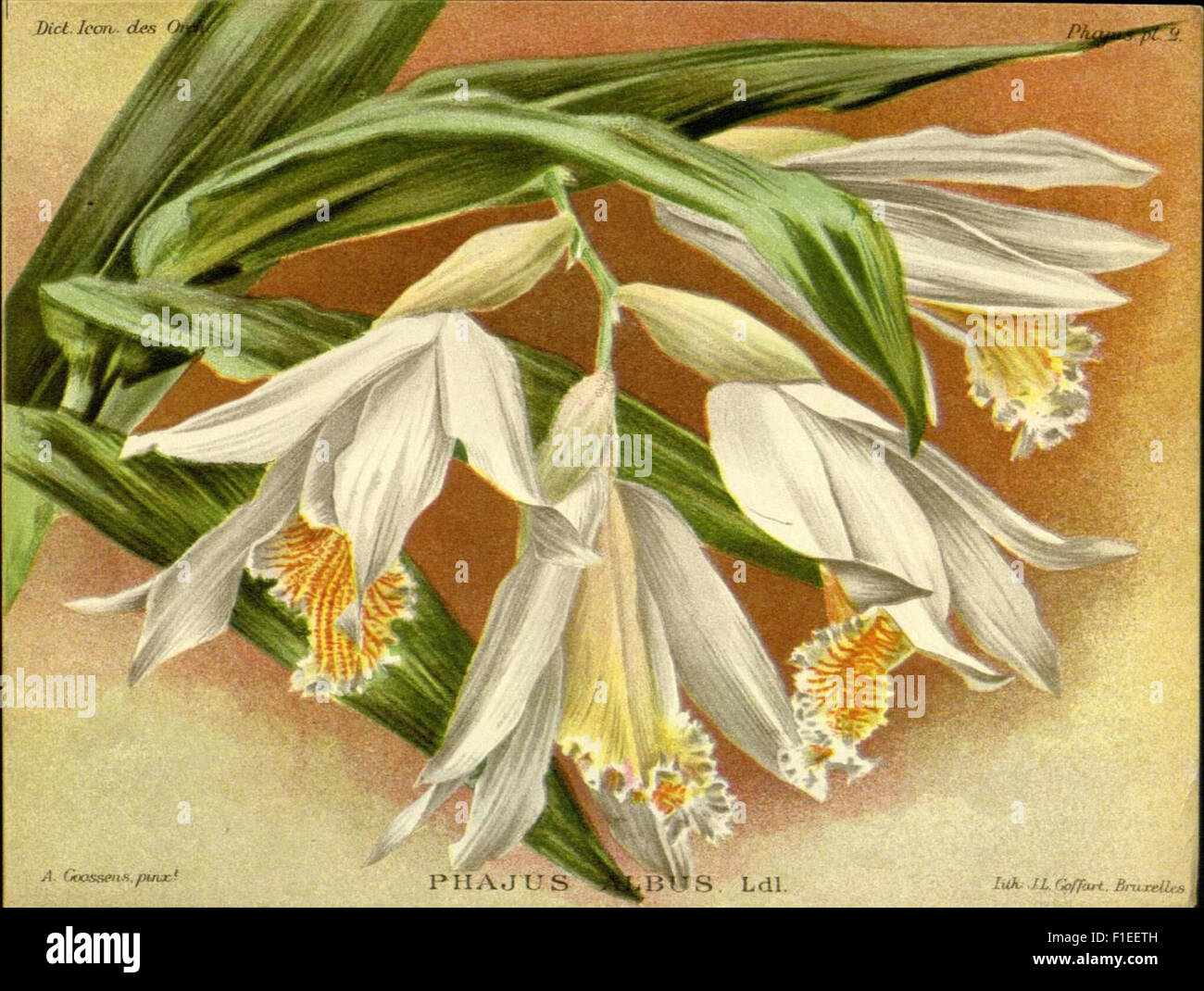 This illustrated dictionary showcases a detailed catalog of orchid ...