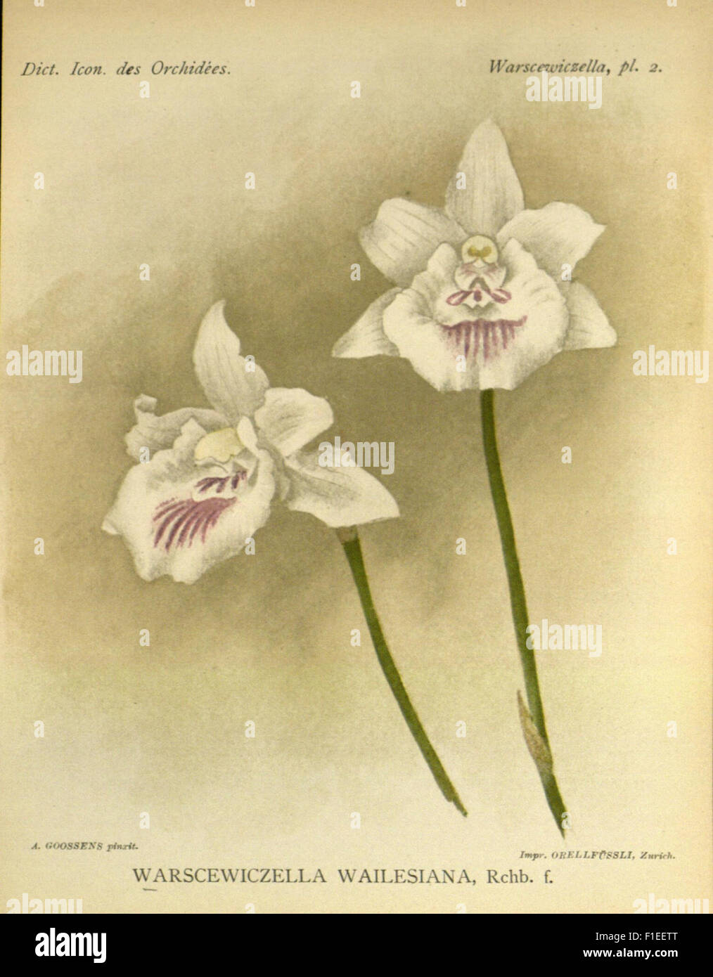 The 'Dictionnaire Iconographique des Orchidées' provides detailed ...