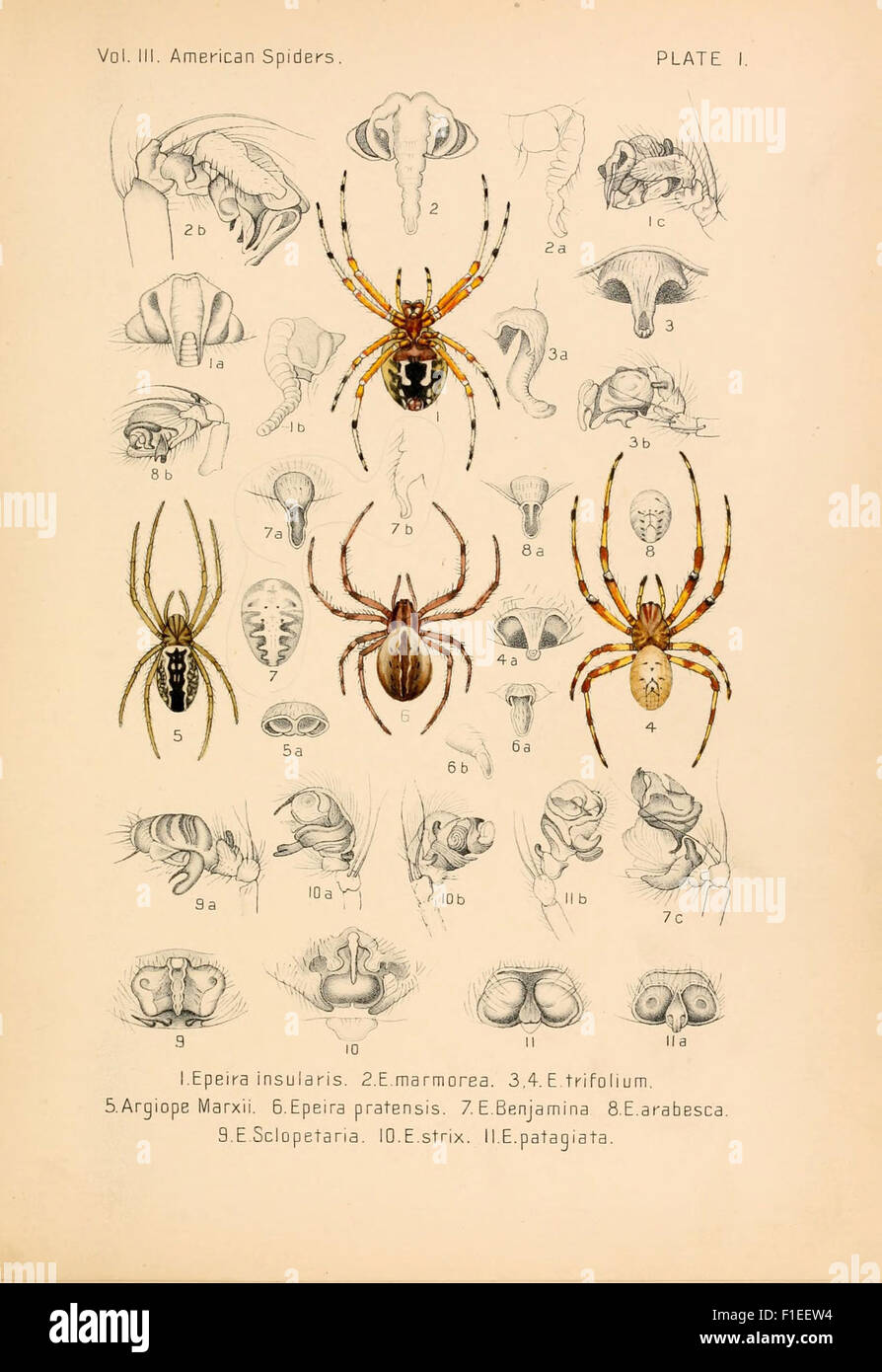 This historical work on American spiders provides detailed ...