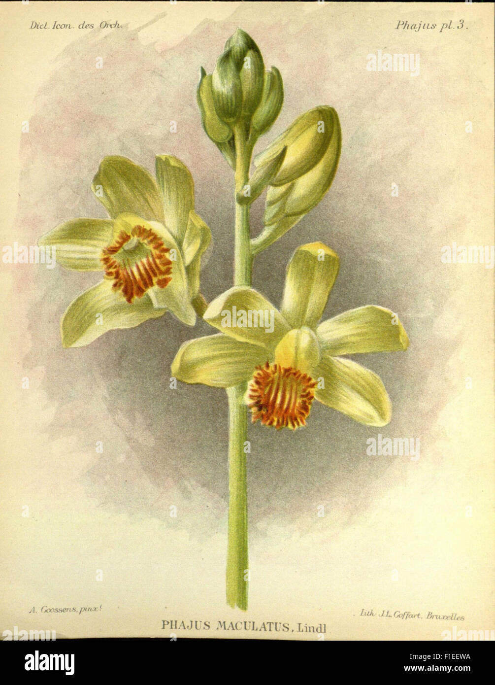 This illustrated work on orchids features detailed plates and ...