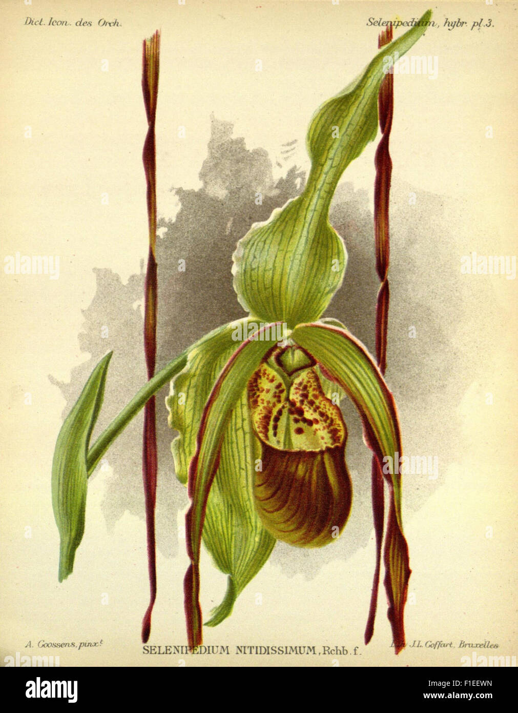 An illustration from 'Dictionnaire Iconographique des Orchidees ...