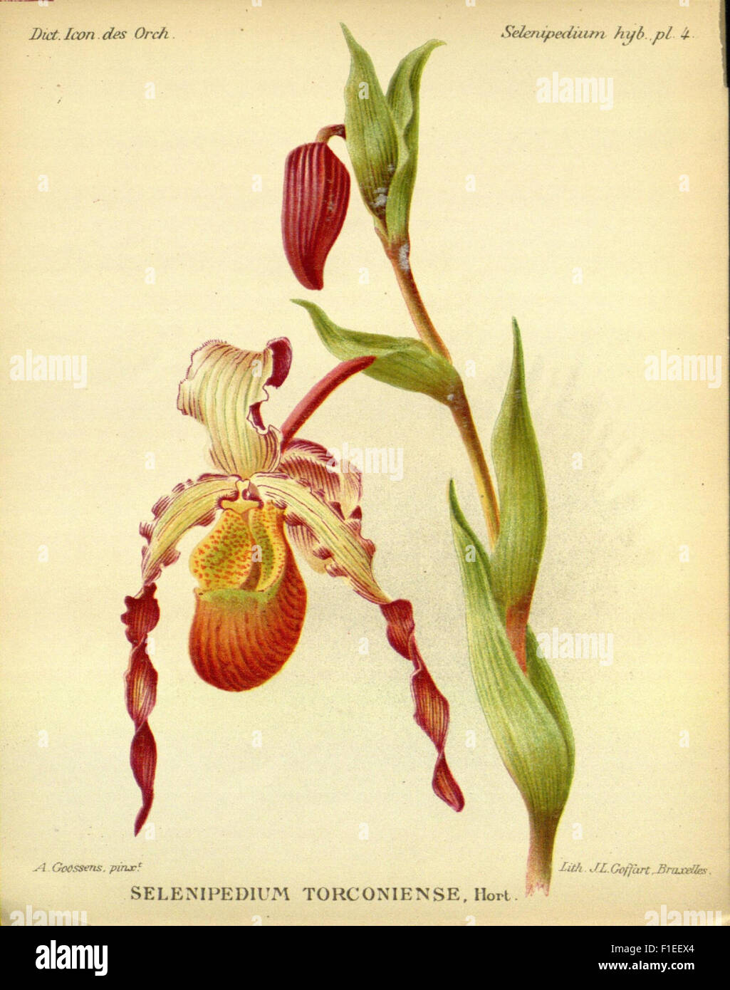 An illustration from 'Dictionnaire Iconographique des Orchidees ...
