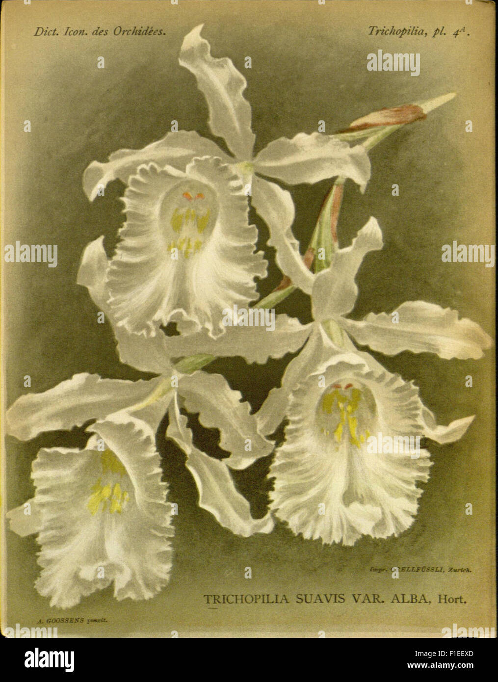 This illustrated dictionary of orchids provides visual references for ...