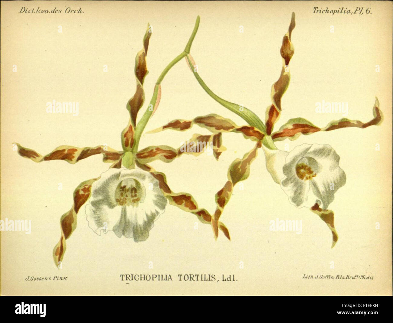 'Dictionnaire iconographique des orchidees' provides detailed ...