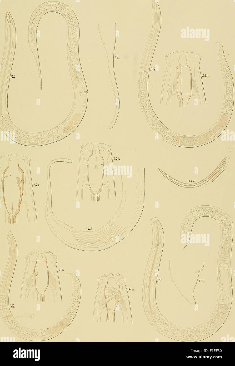 This monograph focuses on the free-living nematodes found in soil and ...