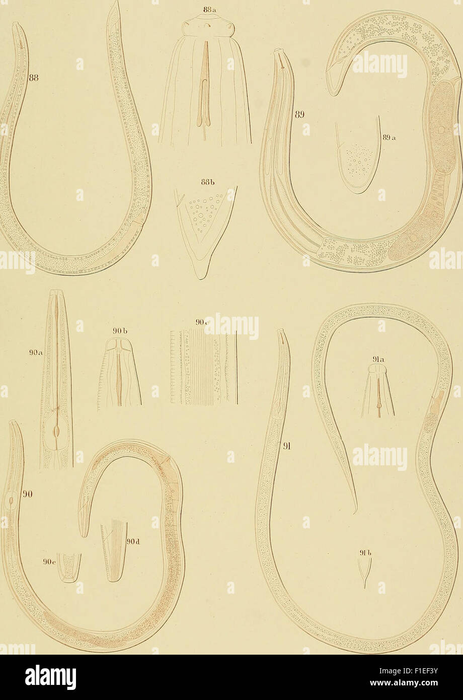 This 1884 monograph focuses on free-living nematodes found in soil and ...